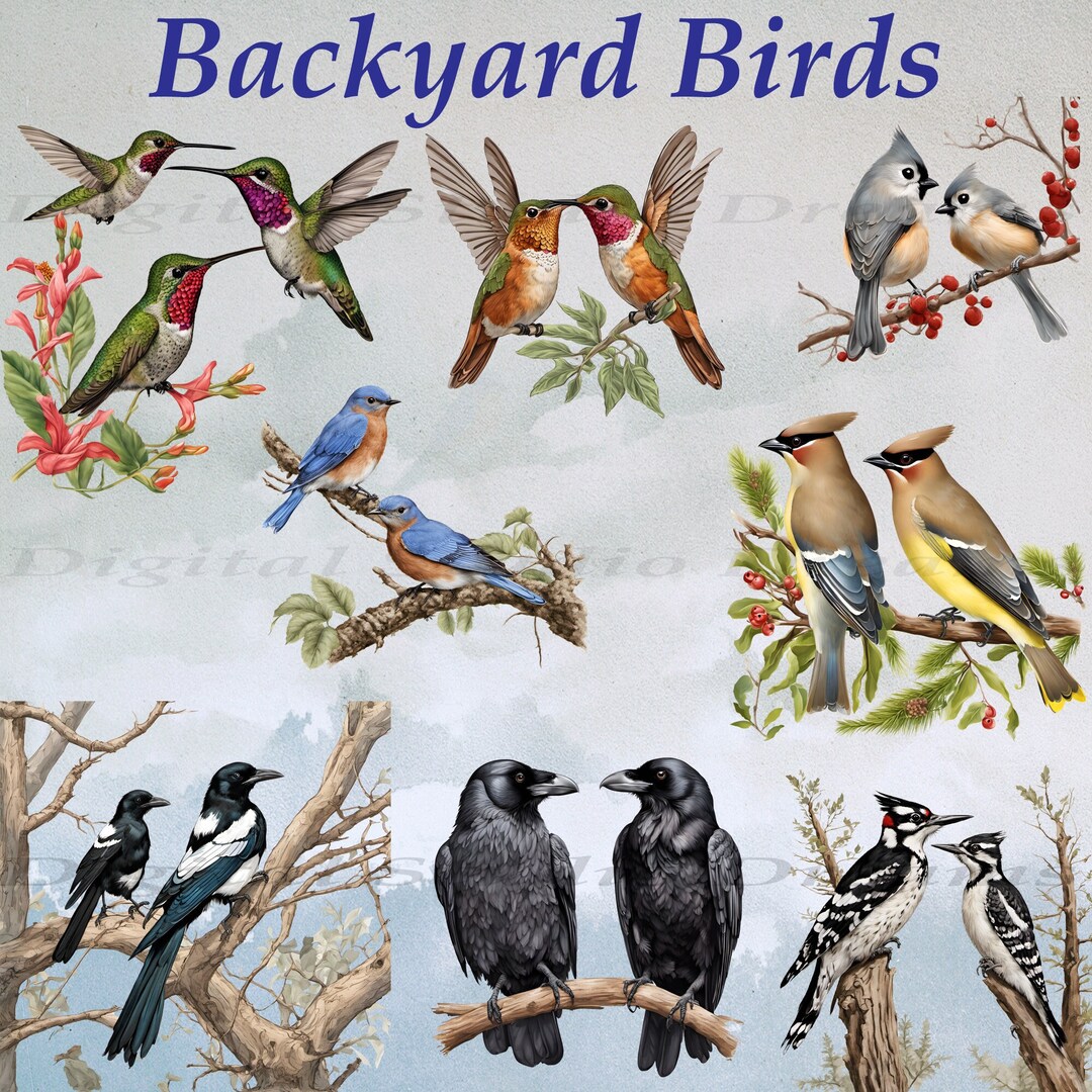 Backyard Birds 60 Transparent PNG Files -clipart, Junk Journal Kits ...