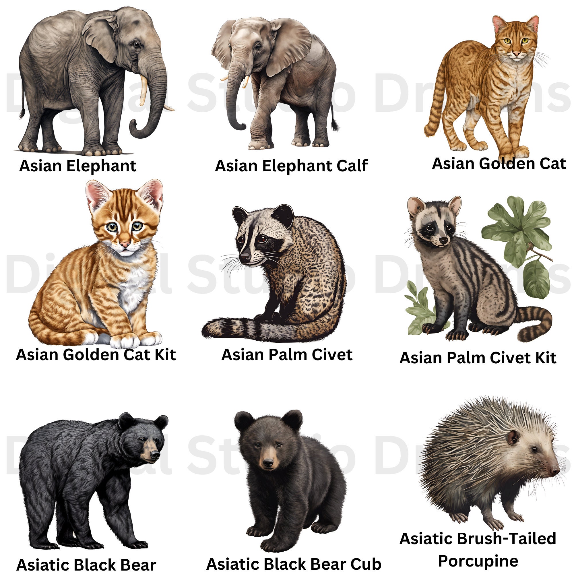 Animals of Asia 78 Transparent PNG Files clipart, Junk Journal Kits ...