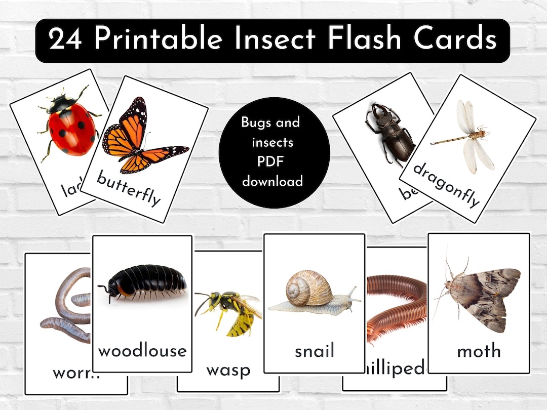 Tarjetas didácticas de insectos tarjetas didácticas de - Etsy España