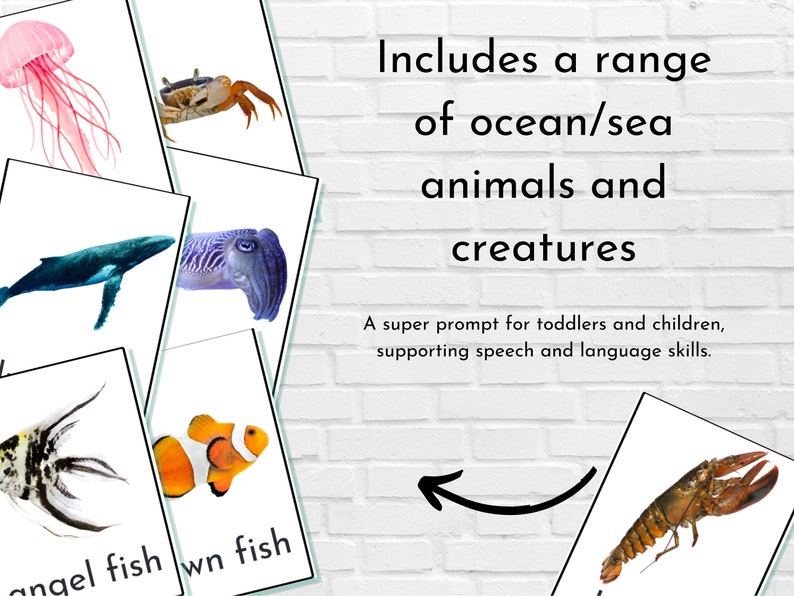 Ocean Animal Flash Cards, Sea Creatures, Sea Animals, Educational ...