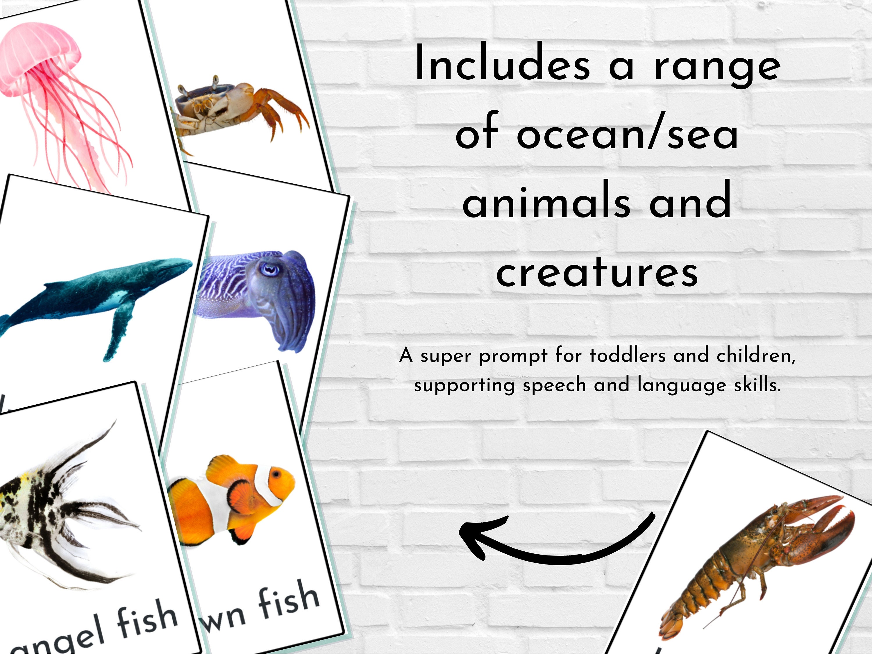 Ocean Animal Flash Cards, Sea Creatures, Sea Animals, Educational ...