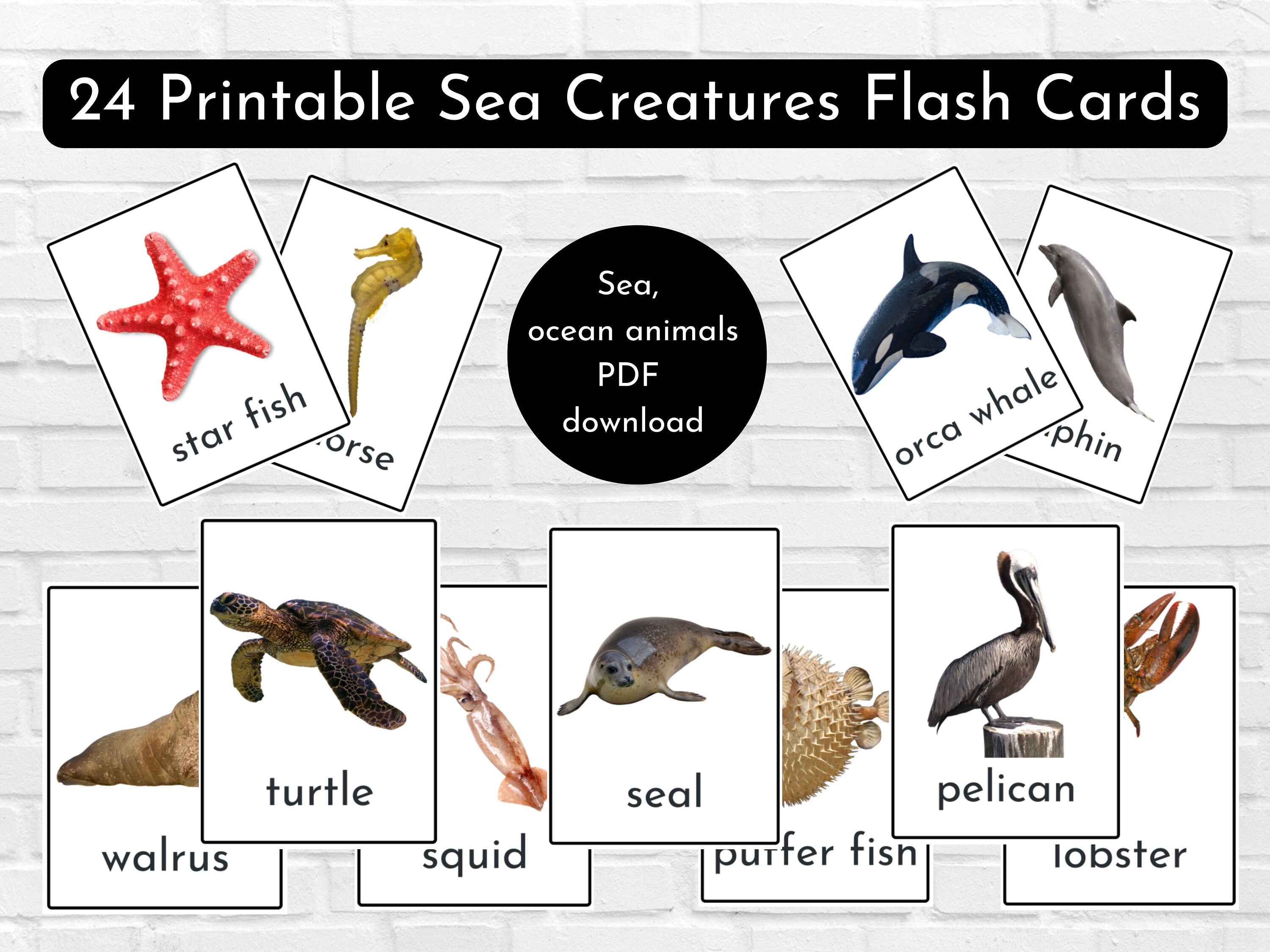 Ocean Animal Flash Cards, Sea Creatures, Sea Animals, Educational ...