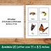 Animal Flash Cards, Pet Farm Animal Flashcards, Zoo Jungle Animals, Sea ...