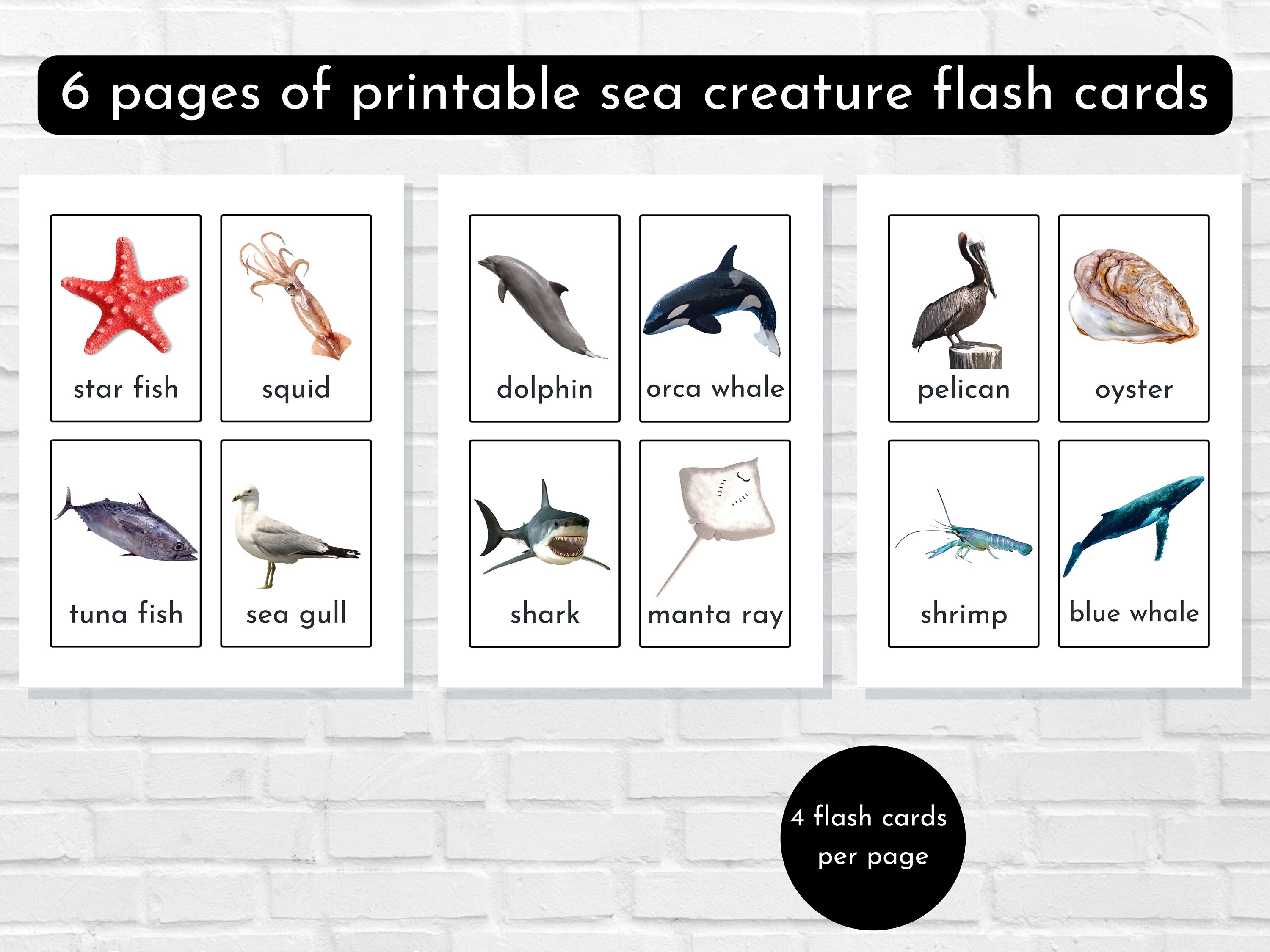 Ocean Animal Flash Cards, Sea Creatures, Sea Animals, Educational ...