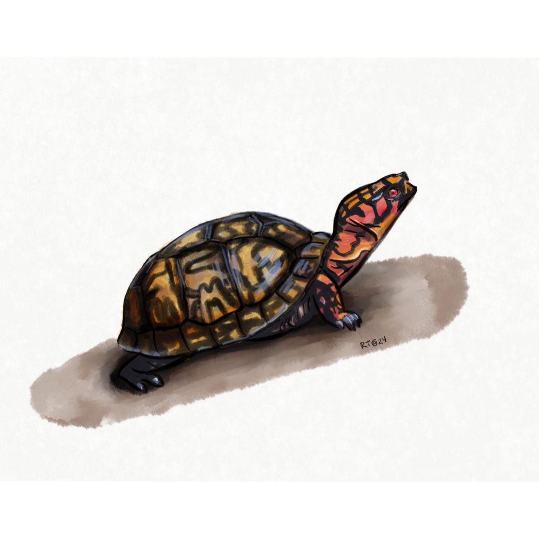 Eastern Box Turtle Art Print Vibrant Wildlife Illustration Nature ...