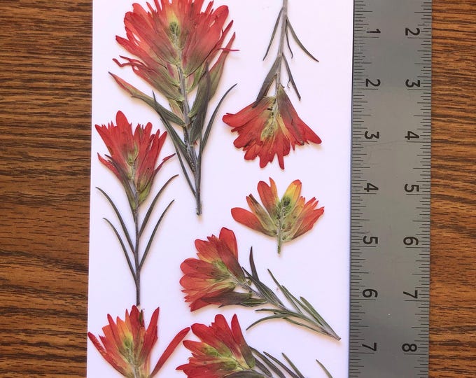 Subject Pack of Pressed Castilleja Flowers , Pressed Indian Paintbrush ...