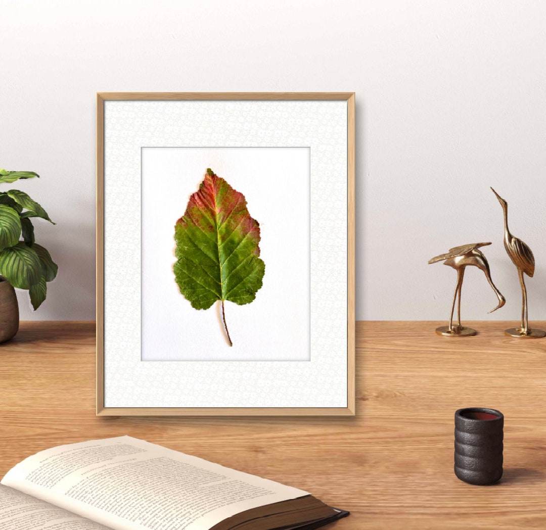 Digital File for Download of Photo of Pressed Real Leaf Download Only ...