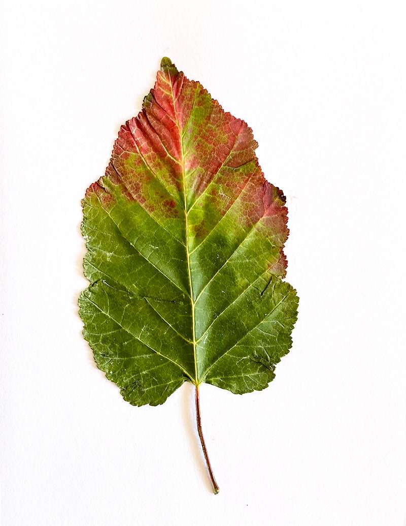Digital File for Download of Photo of Pressed Real Leaf Download Only ...