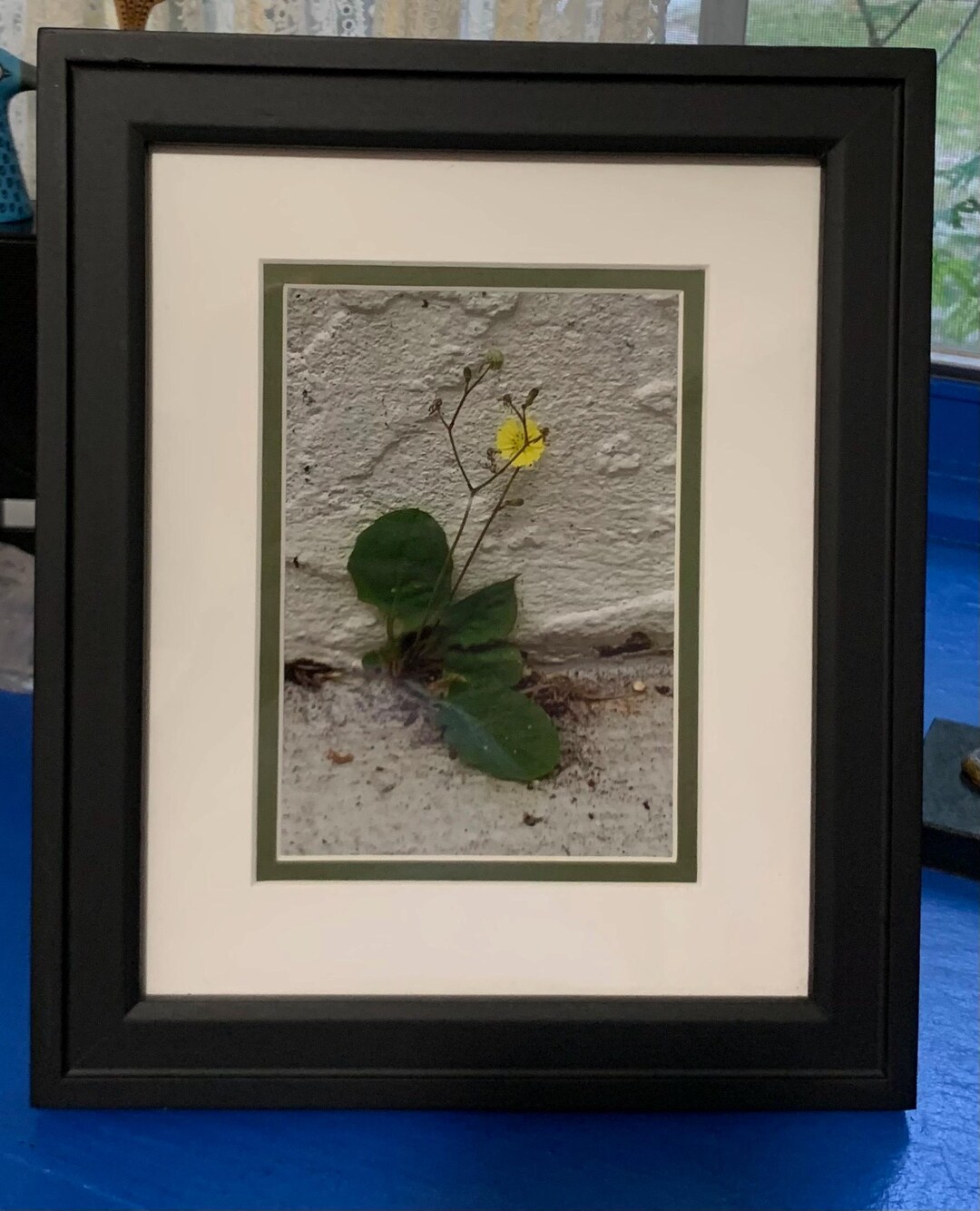 Nature Finds a Way Photo - Etsy
