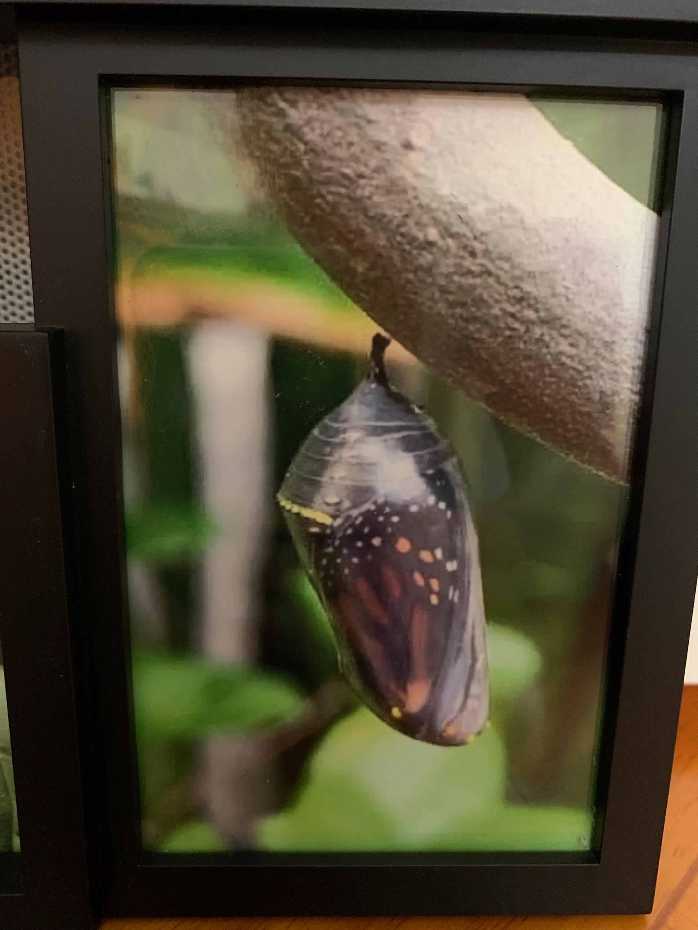 Life Cycle of the Monarch Photos - Etsy