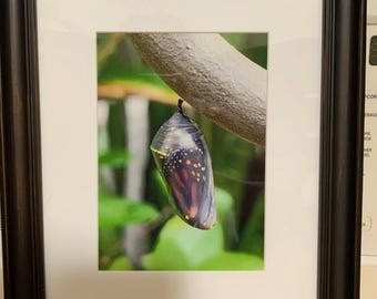 Monarch Butterfly Insect Chrysalis Pupa Life Cycle Digital File Art ...