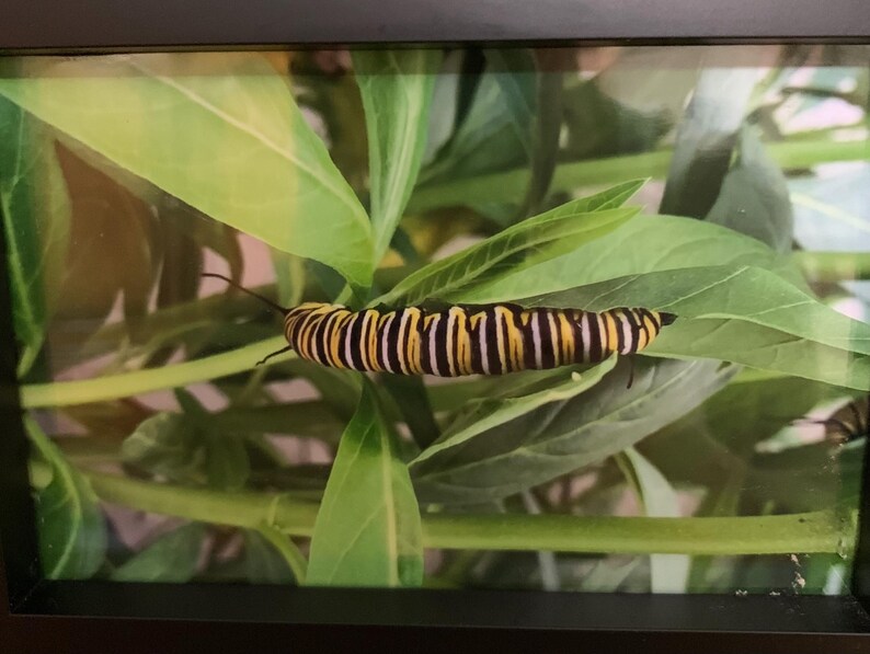 Life Cycle of the Monarch Photos - Etsy