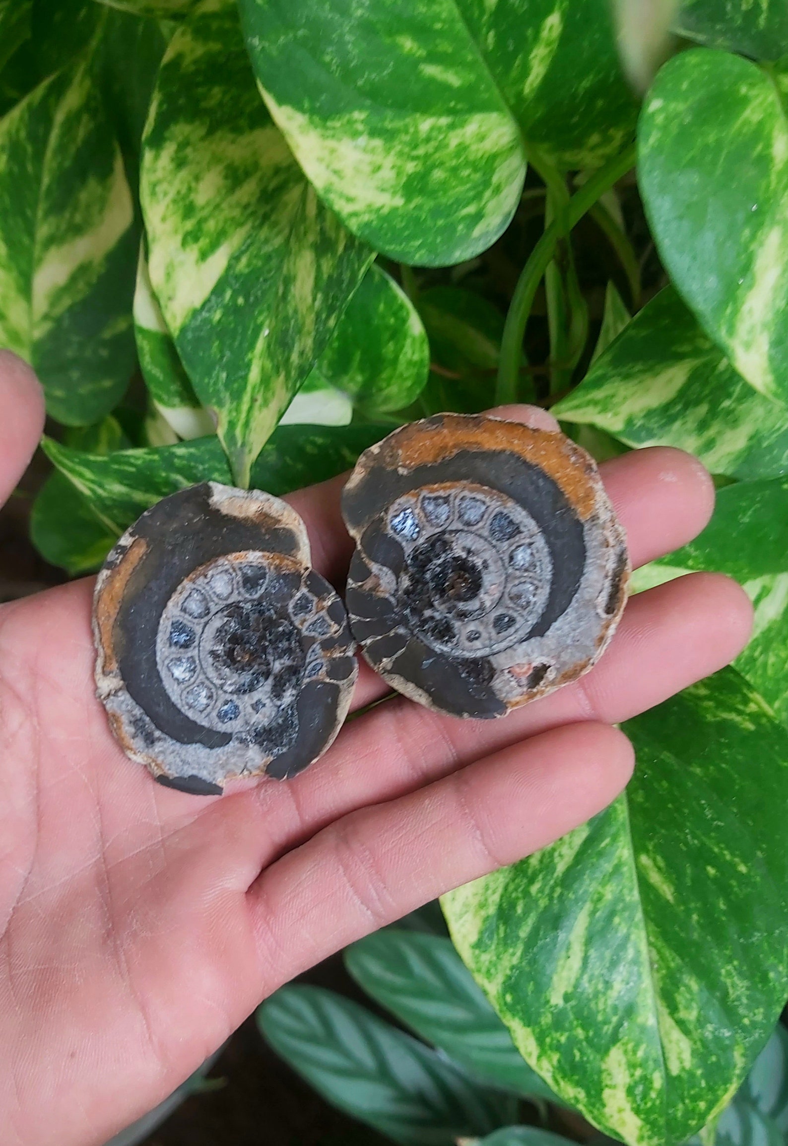 Natural Ammonite Fossil Conch, Rare Items - Etsy