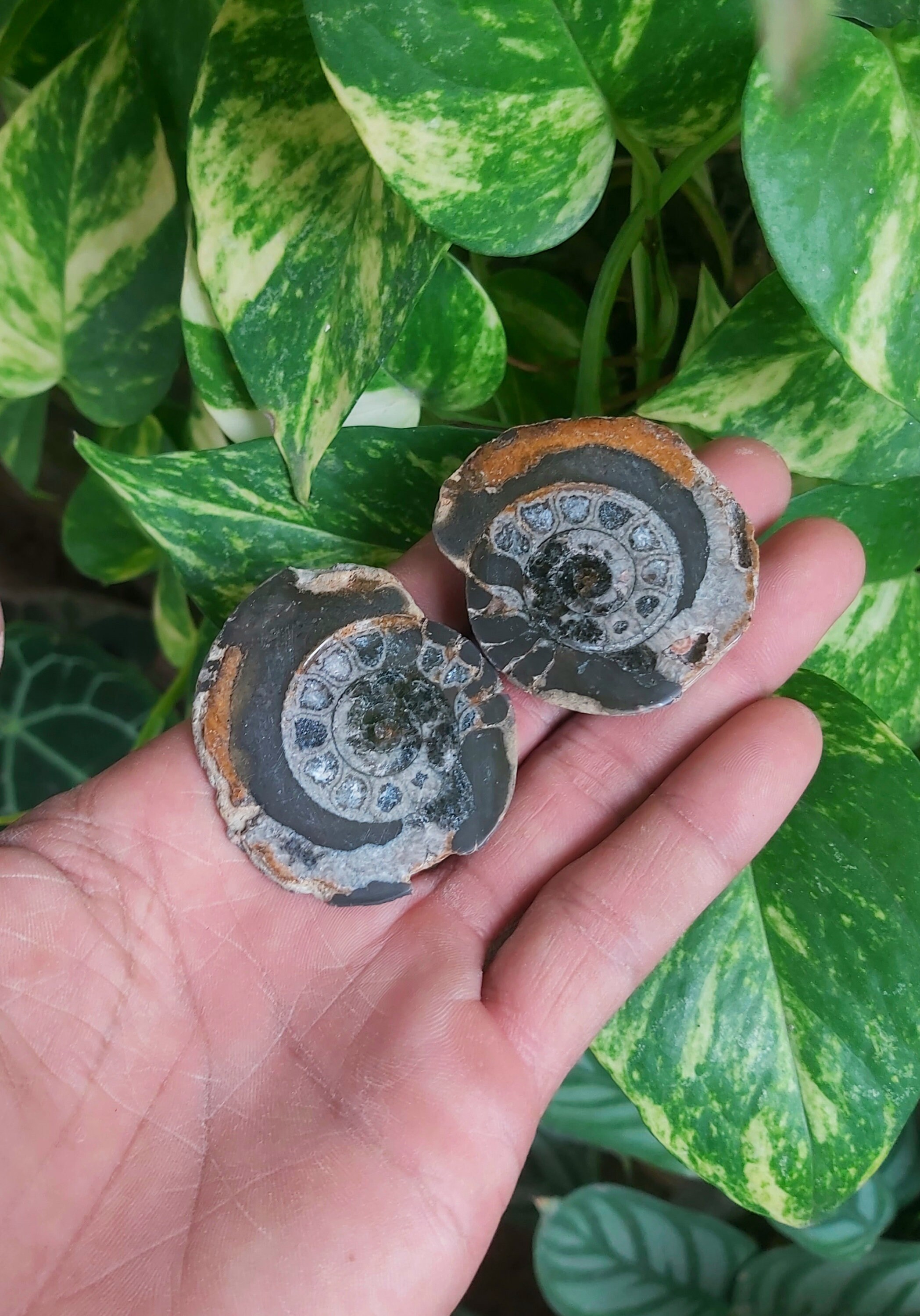 Natural Ammonite Fossil Conch, Rare Items - Etsy