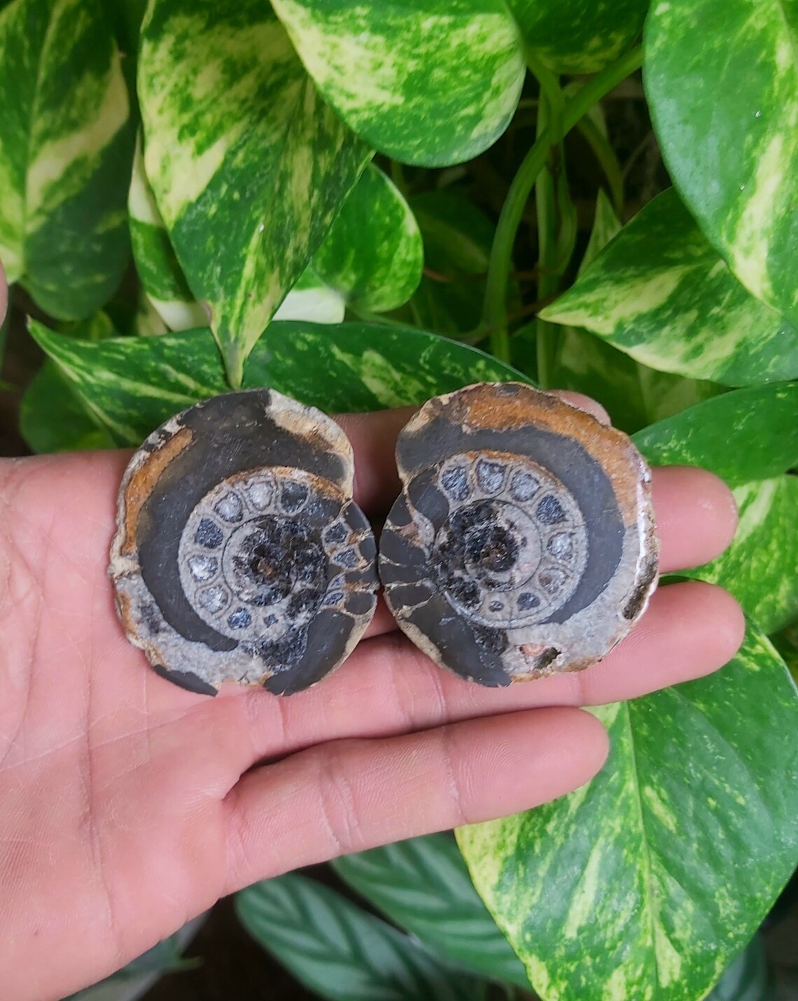 Natural Ammonite Fossil Conch, Rare Items - Etsy