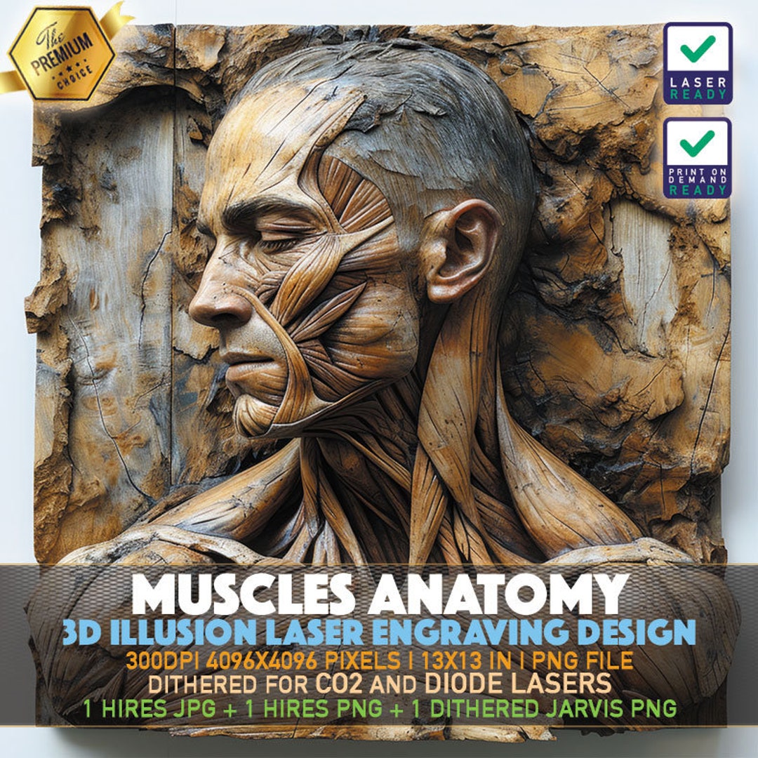 Muscles Anatomy | Exposed Muscles | Laser Engraving File | 3D Illusion ...