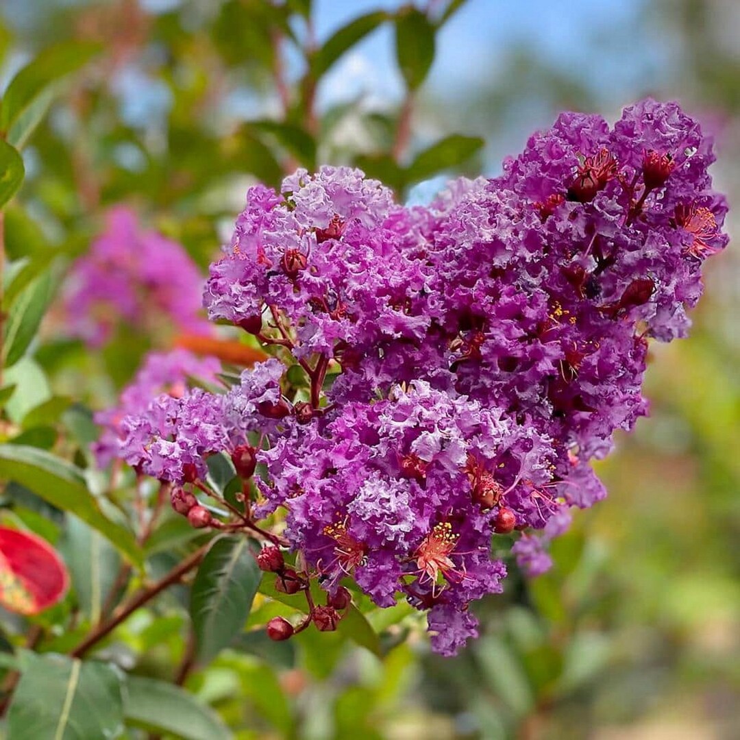 Miss Sandra Crape Myrtle Green Leaf Purple Flowering - Etsy
