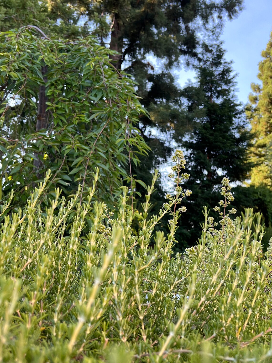 Freshly Cut Rosemary Bundle, Shower Bundle, Rosemary, Flower ...