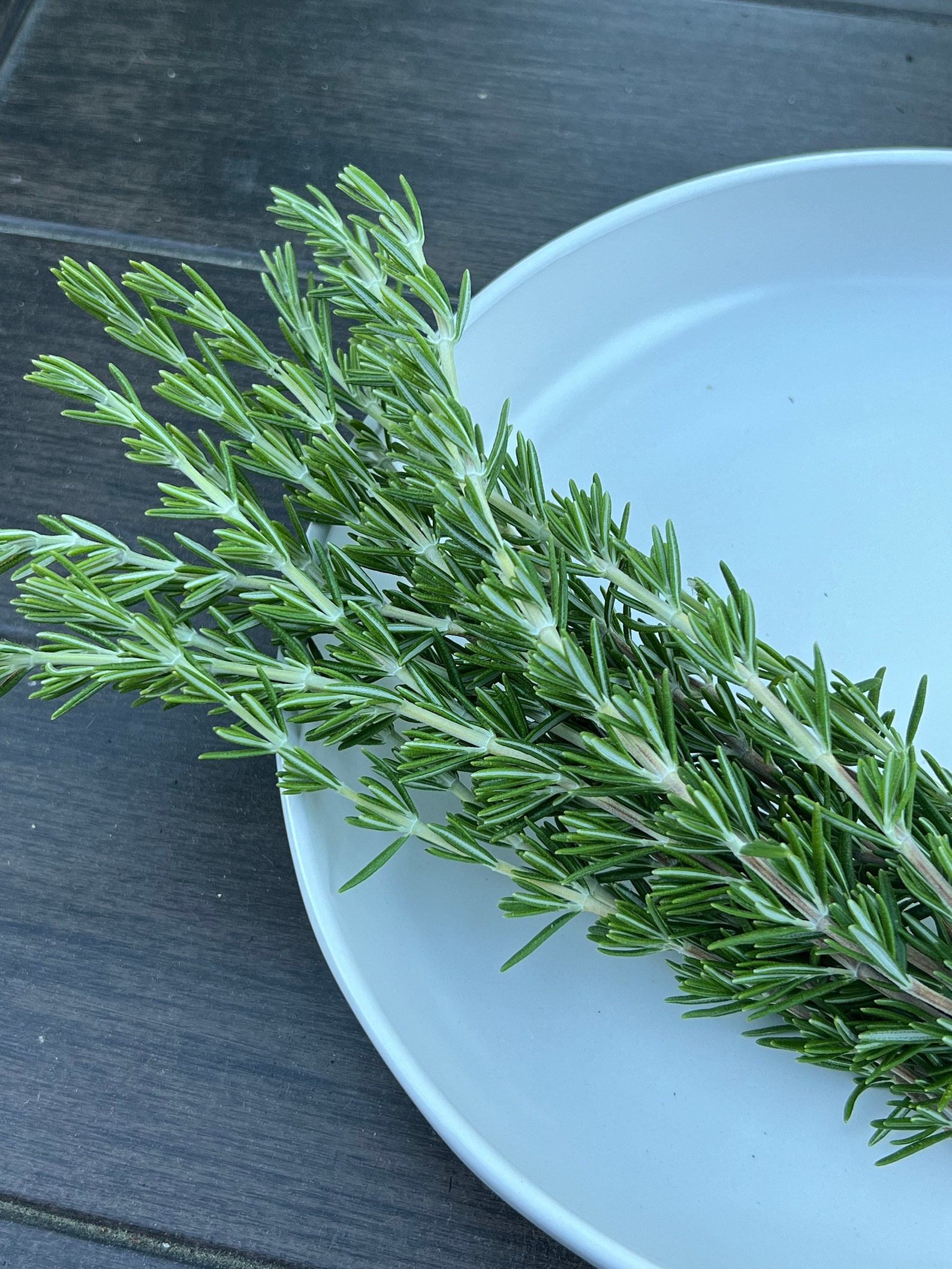 Freshly Cut Rosemary Bundle, Shower Bundle, Rosemary, Flower ...