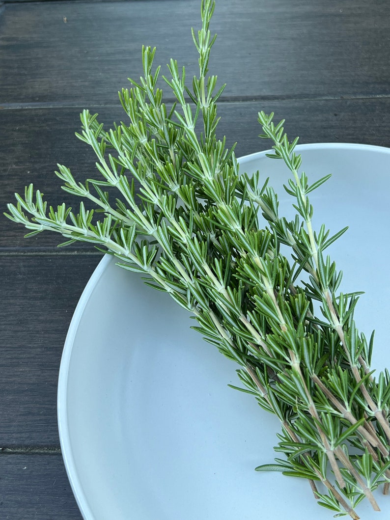 Freshly Cut Rosemary Bundle, Shower Bundle, Rosemary, Flower ...