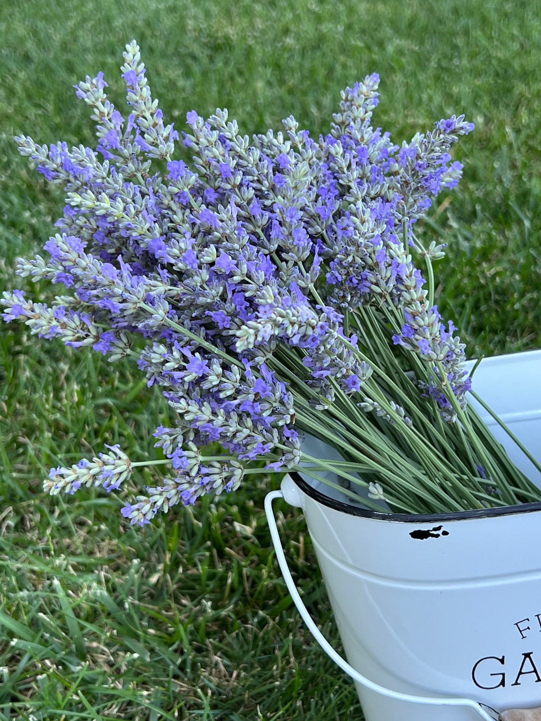Freshly Cut French Provence Lavender Bundle, Shower Bundle, Lavender ...