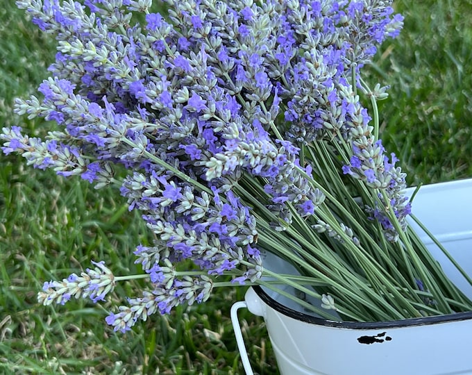 Freshly Cut French Provence Lavender Bundle, Shower Bundle, Lavender ...
