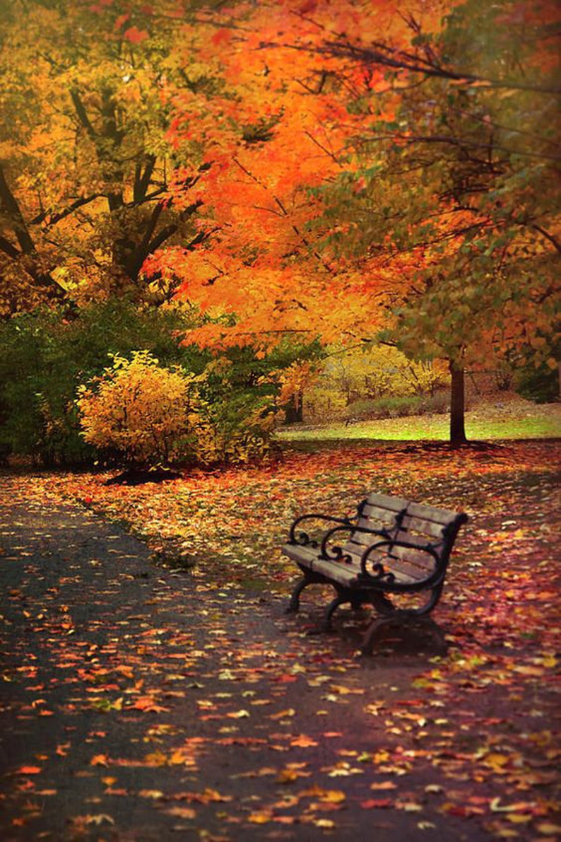 Autumn Background, Fall Backdrop Triails Photography Composite With ...