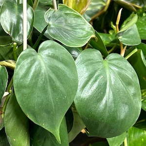 Heartleaf Philodendron - Beginner Friendly Trailing Vine- Glossy Leaves ...