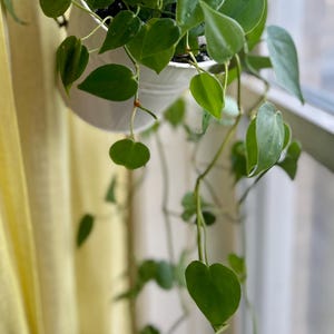 split leaf philodendron clipping