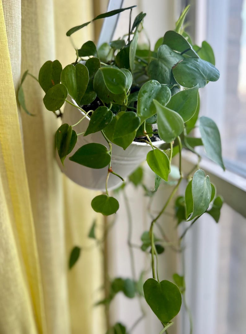 Heartleaf Philodendron - Beginner Friendly Trailing Vine- Glossy Leaves ...