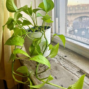 Neon Pothos, Neon Wax Pothos (epipremnum Aureum Neon) | Bright ...