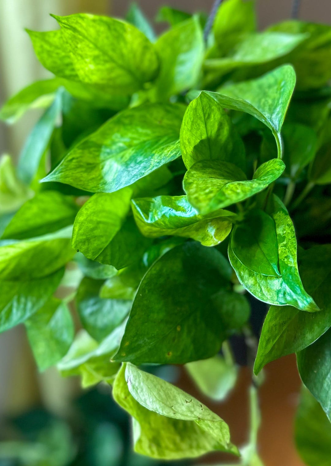 Jessenia Pothos Cutting - Rare Lime Variegated Indoor Vine - Epipremnum ...