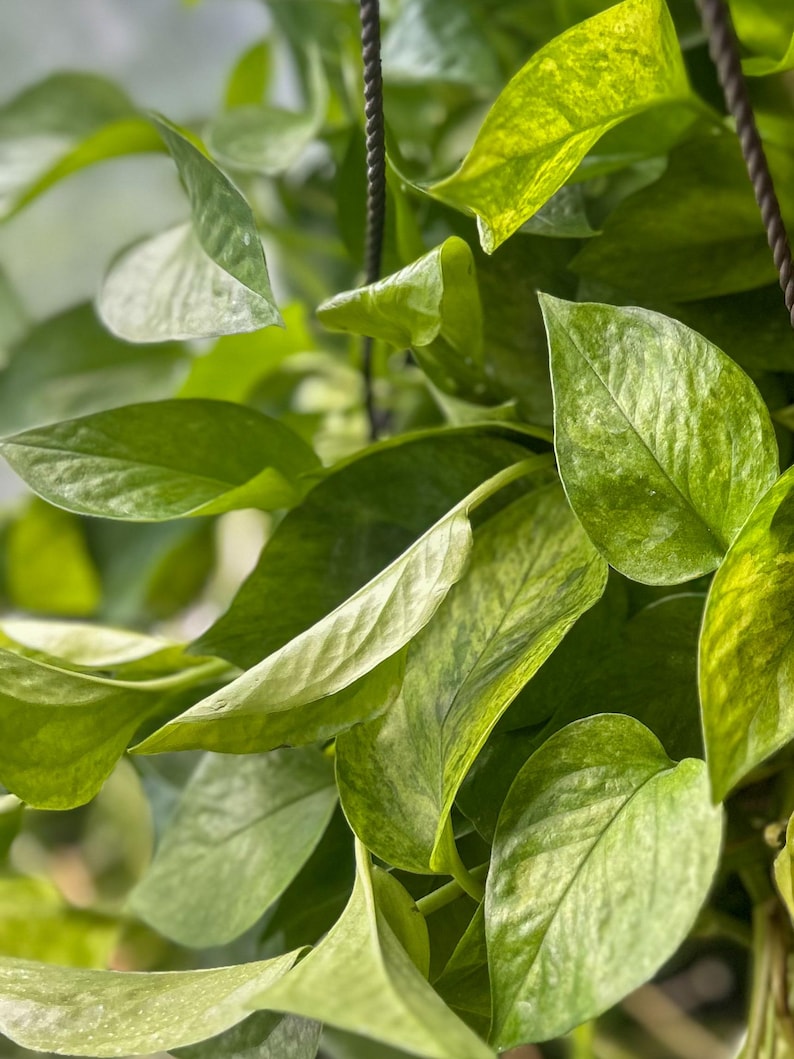 Jessenia Pothos Cutting - Rare Lime Variegated Indoor Vine - Epipremnum ...