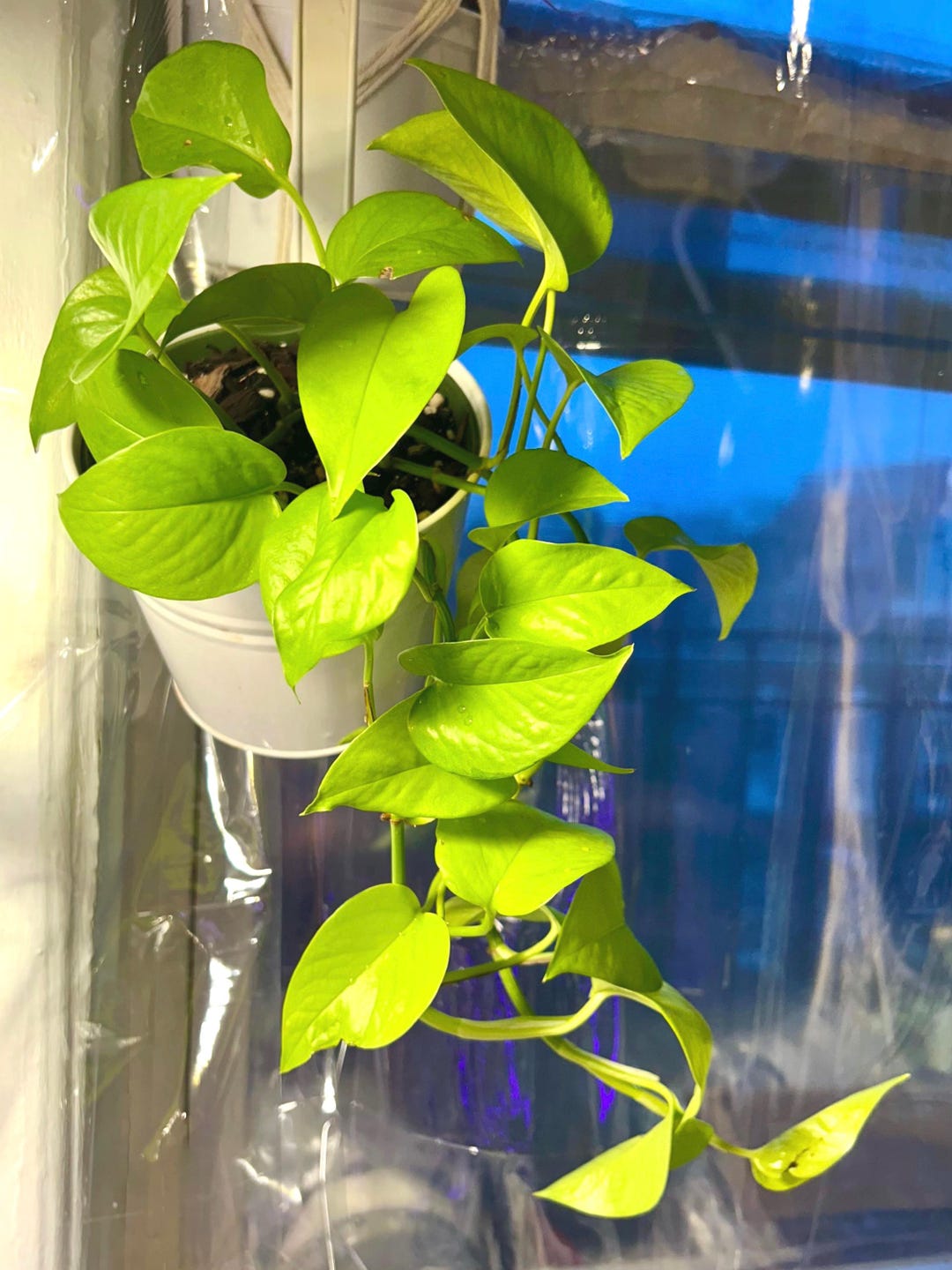 Neon Pothos, Neon Wax Pothos (epipremnum Aureum Neon) | Bright ...