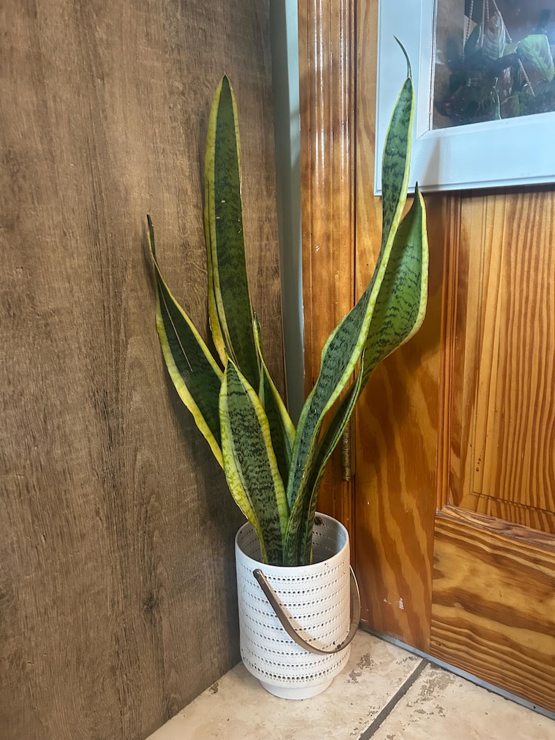 Variegated Sansevieria Laurentii, Yellow Stripe Foliage Snake Plant ...