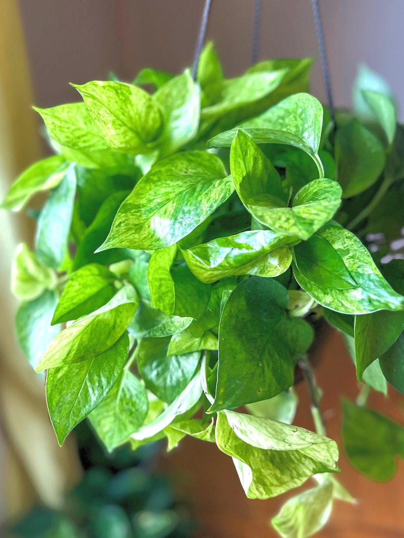 Jessenia Pothos Cutting - Rare Lime Variegated Indoor Vine - Epipremnum ...