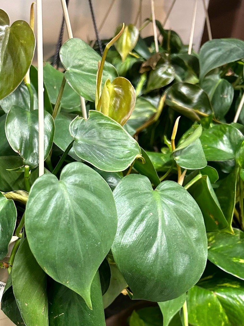 Heartleaf Philodendron - Beginner Friendly Trailing Vine- Glossy Leaves ...