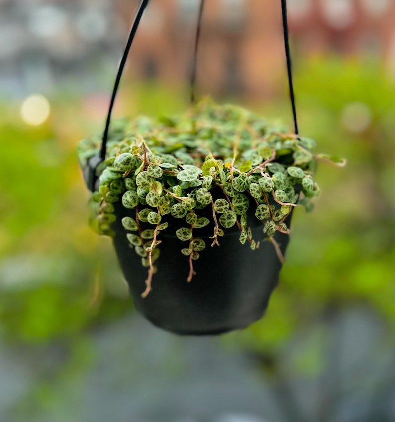 String of Turtles Plant Peperomia Prostrata Plant: Indoor Trailing Vine ...