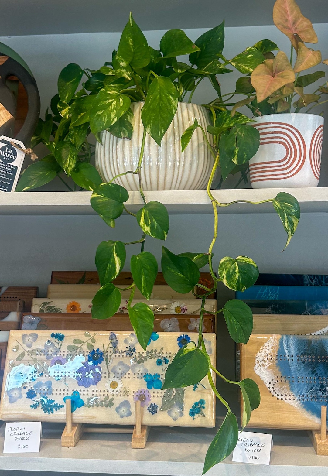 Golden Pothos (epipremnum Aureum) Giant Pothos - Variegated Trailing ...