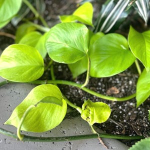 Neon Pothos, Neon Wax Pothos (epipremnum Aureum Neon) | Bright ...