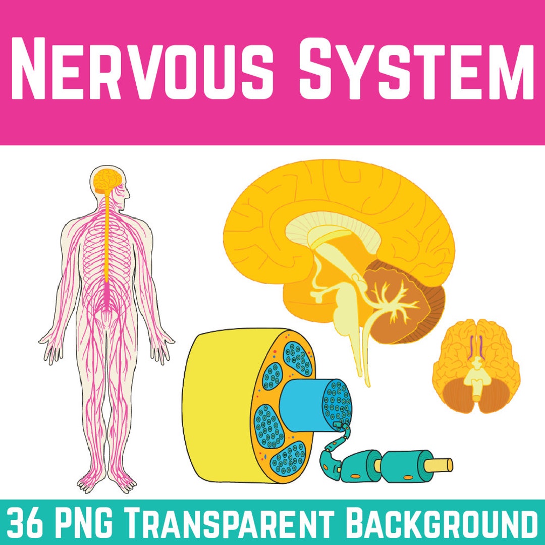 Nervous System Illustration PNG Clip Art Transparent Background - Etsy