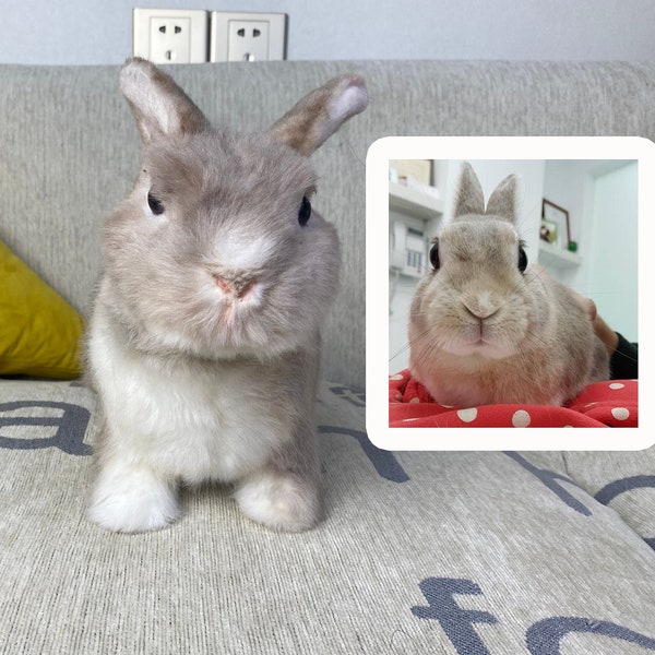 Realistic Plushie Dog Clone - Etsy