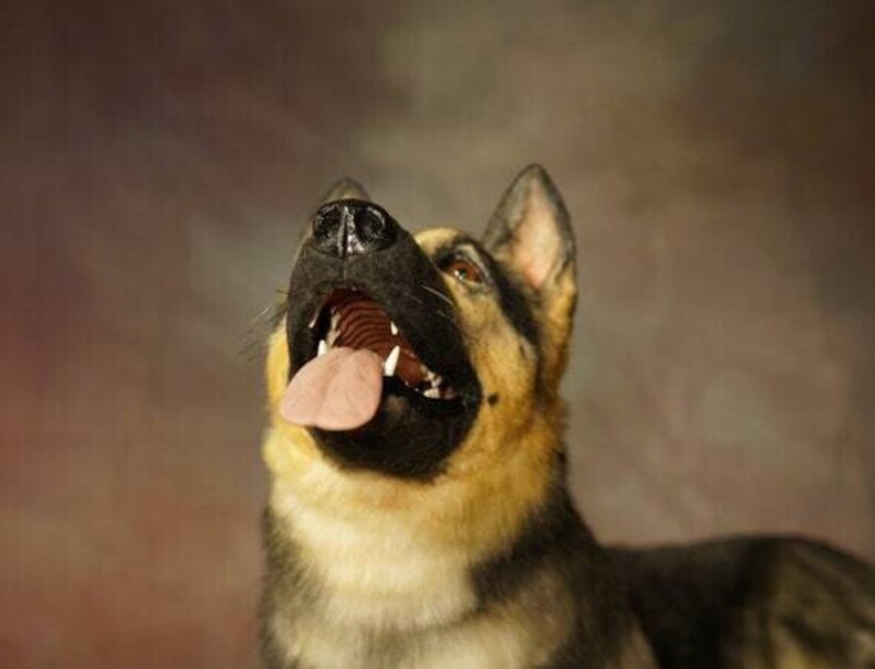 CUSTOM Realistic Dog Replica Articulated Life Size Dog Plushie ...