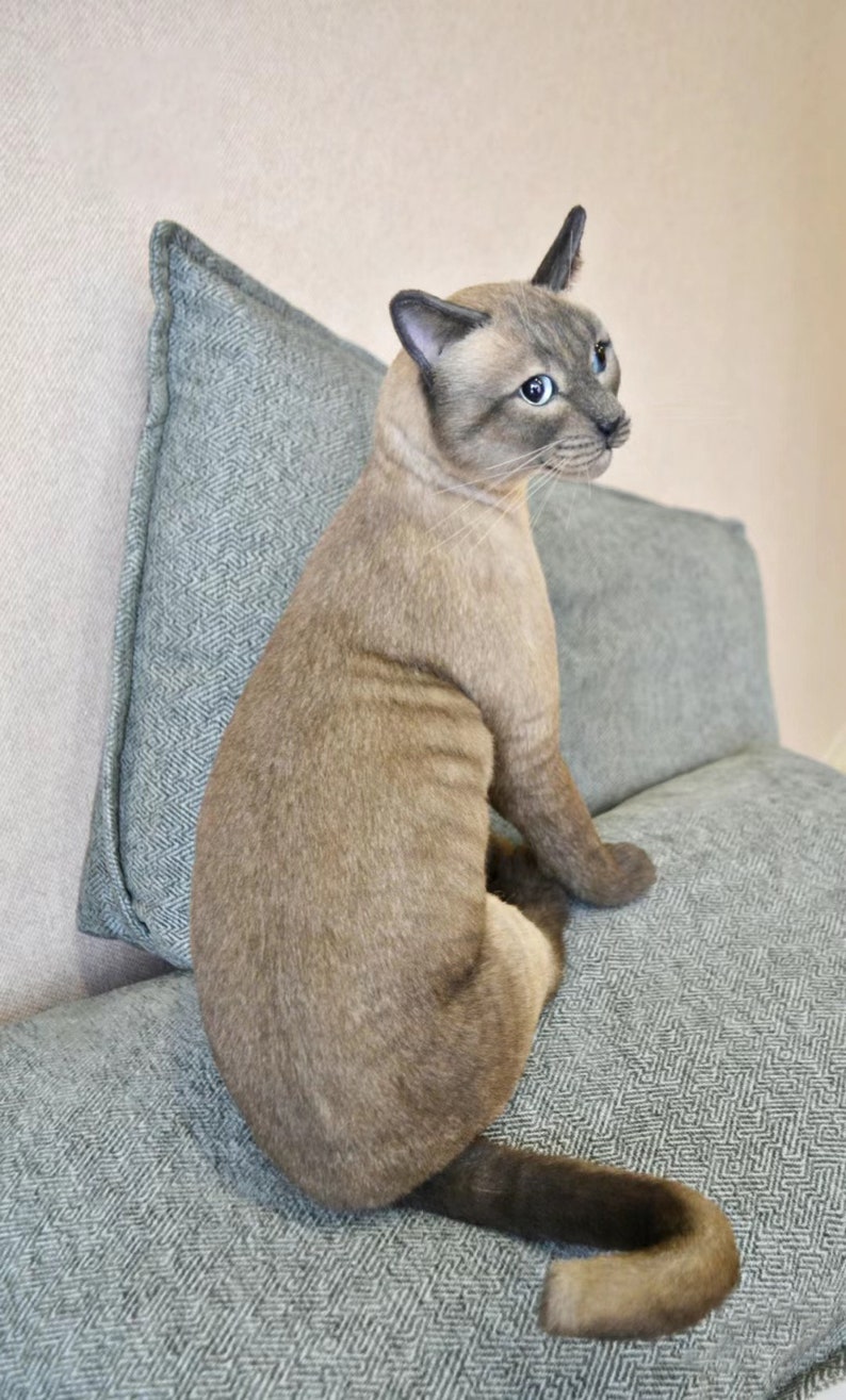 CUSTOM Articulated Cat Replica Realistic Life Size Cat Plushie ...