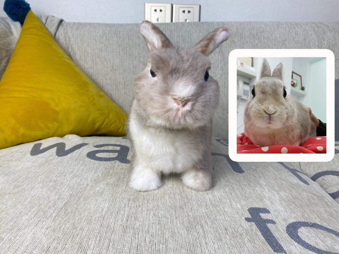 Realistic Rabbit Plush Clone | Life Size Dog Plushie | Personalize Dog ...