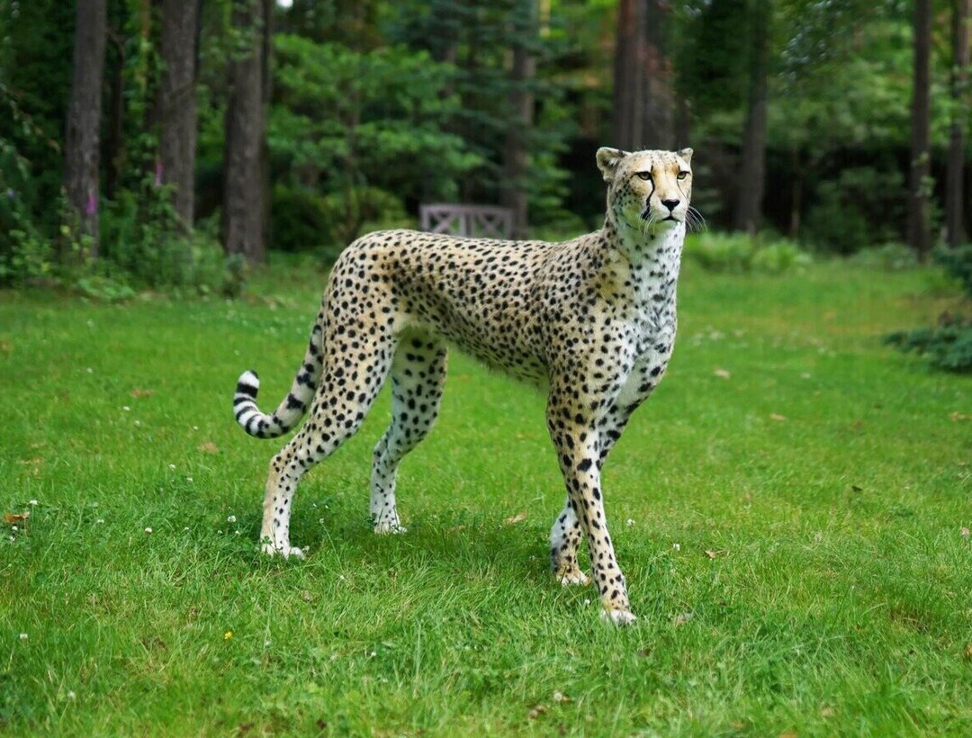 CUSTOM Articulated Leopard Replica Realistic Life Size Animal Plushie ...