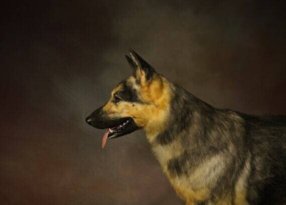 CUSTOM Realistic Dog Replica Articulated Life Size Dog Plushie ...