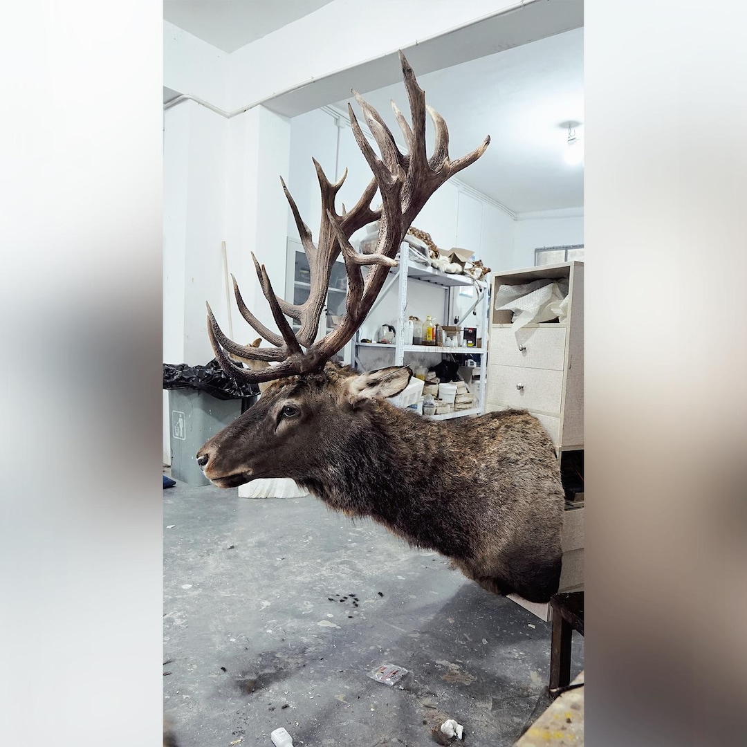 Faux Taxidermy Deer Head Mounts Synthetic Materials & Faux Fur - Etsy