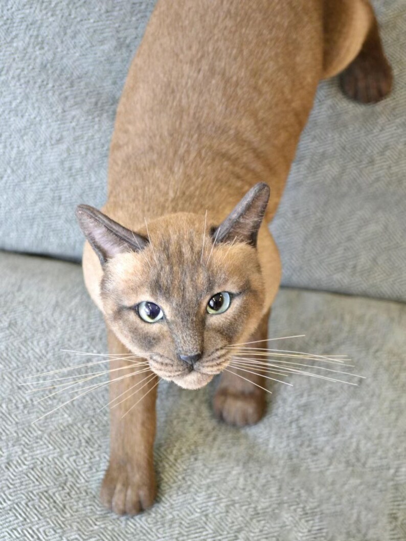 CUSTOM Articulated Cat Replica Realistic Life Size Cat Plushie ...