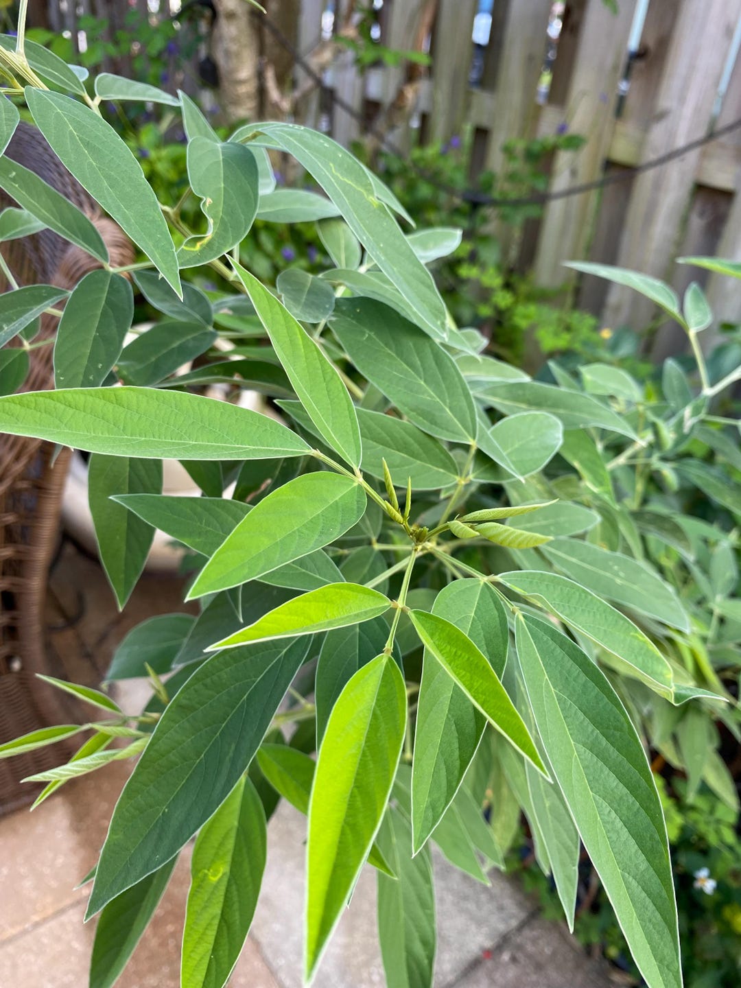 Fresh Pigeon Pea Leaves (2 Oz) - Etsy